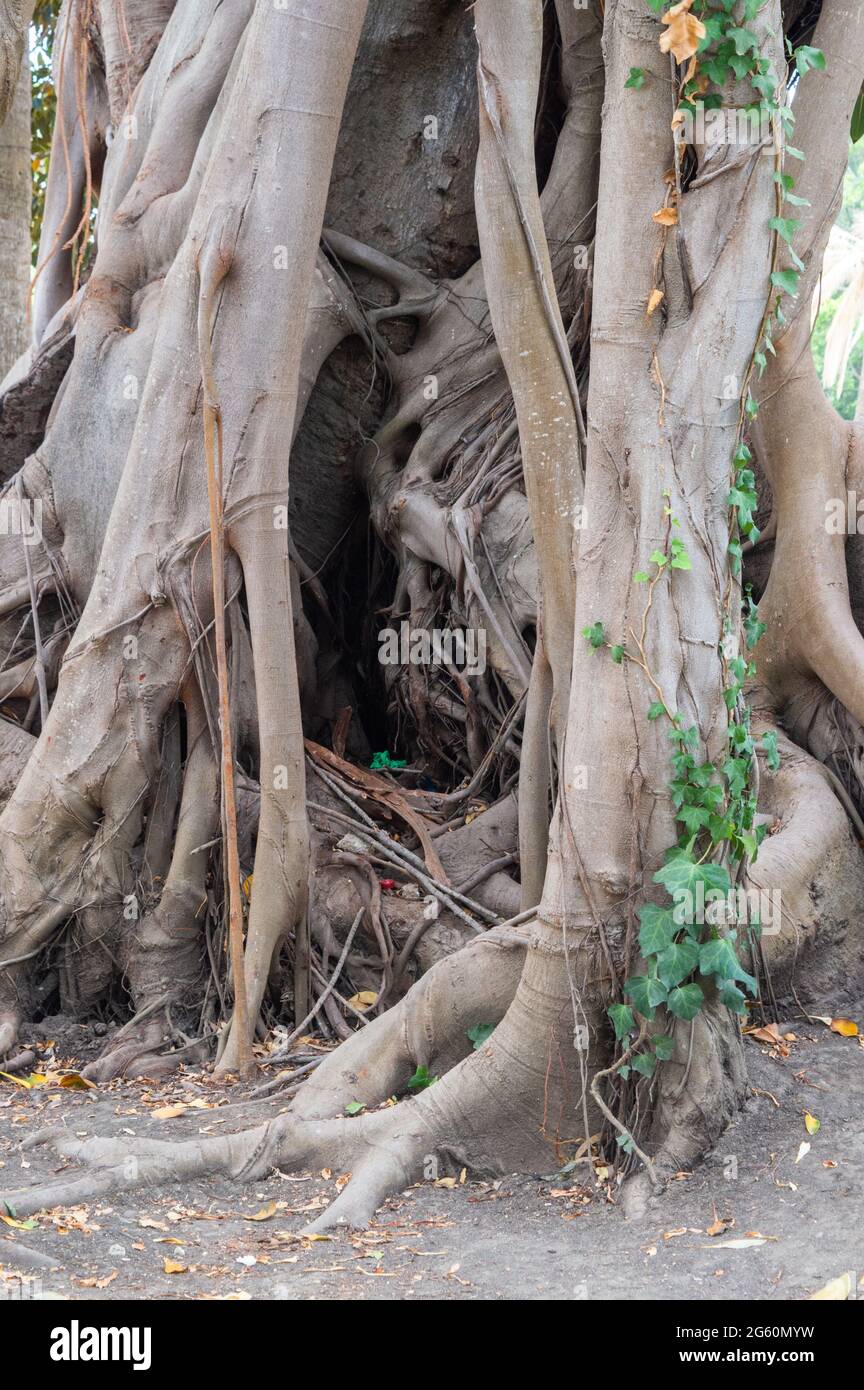 Burrow at the root of a tree. Long big roots of a tree in a park ...