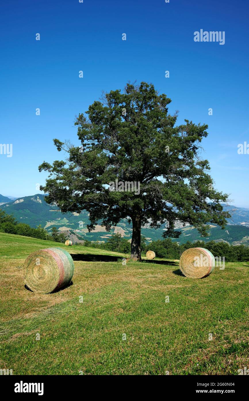 Cassio (Pr), Italy, landscape with tree and straw bales on the hills of ...