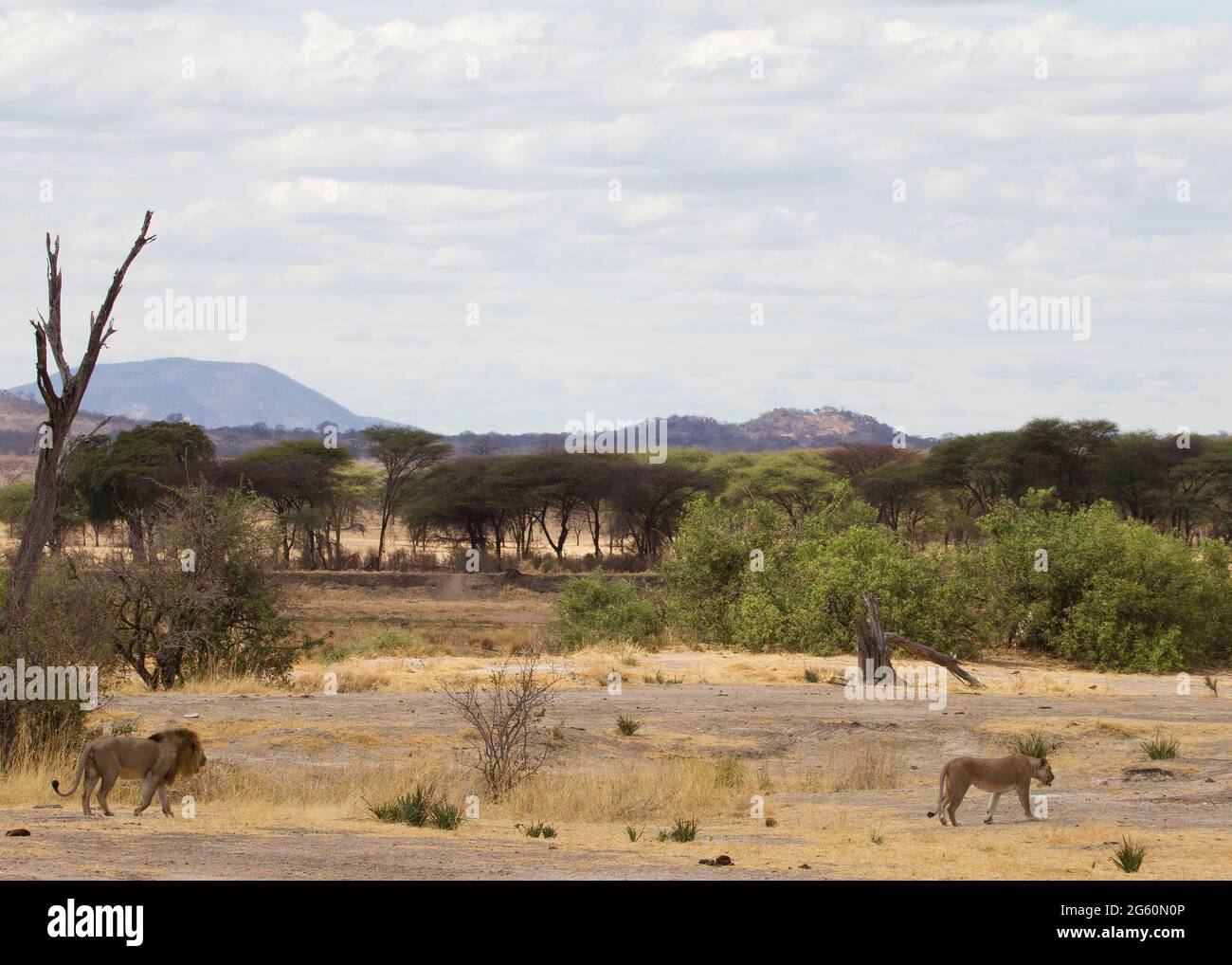 She male hi-res stock photography and images - Alamy