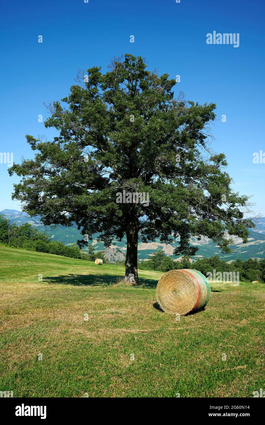 Cassio (Pr), Italy, landscape with tree and straw bales on the hills of ...