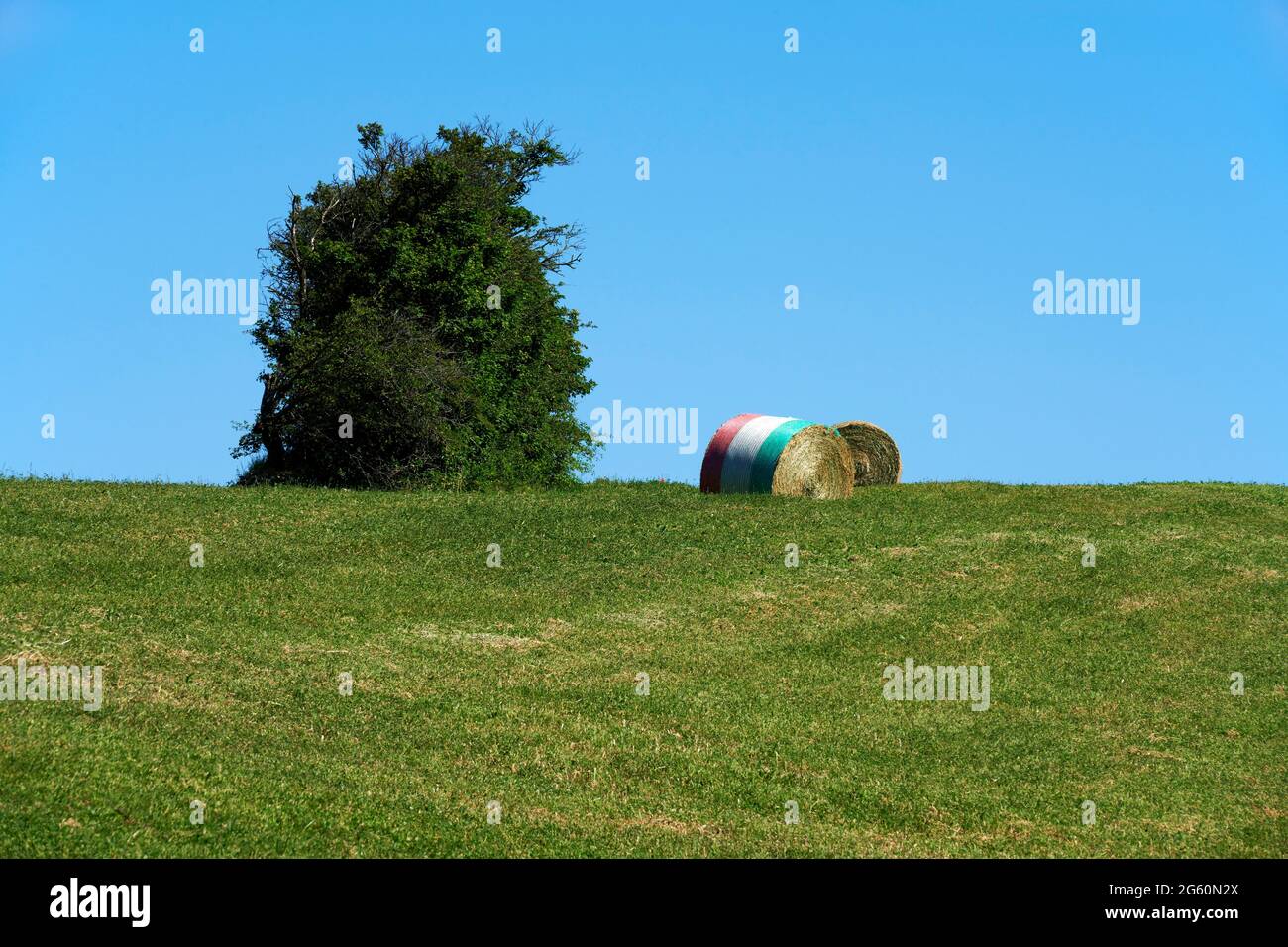 Cassio (Pr), Italy, landscape with tree and straw bales on the hills of ...