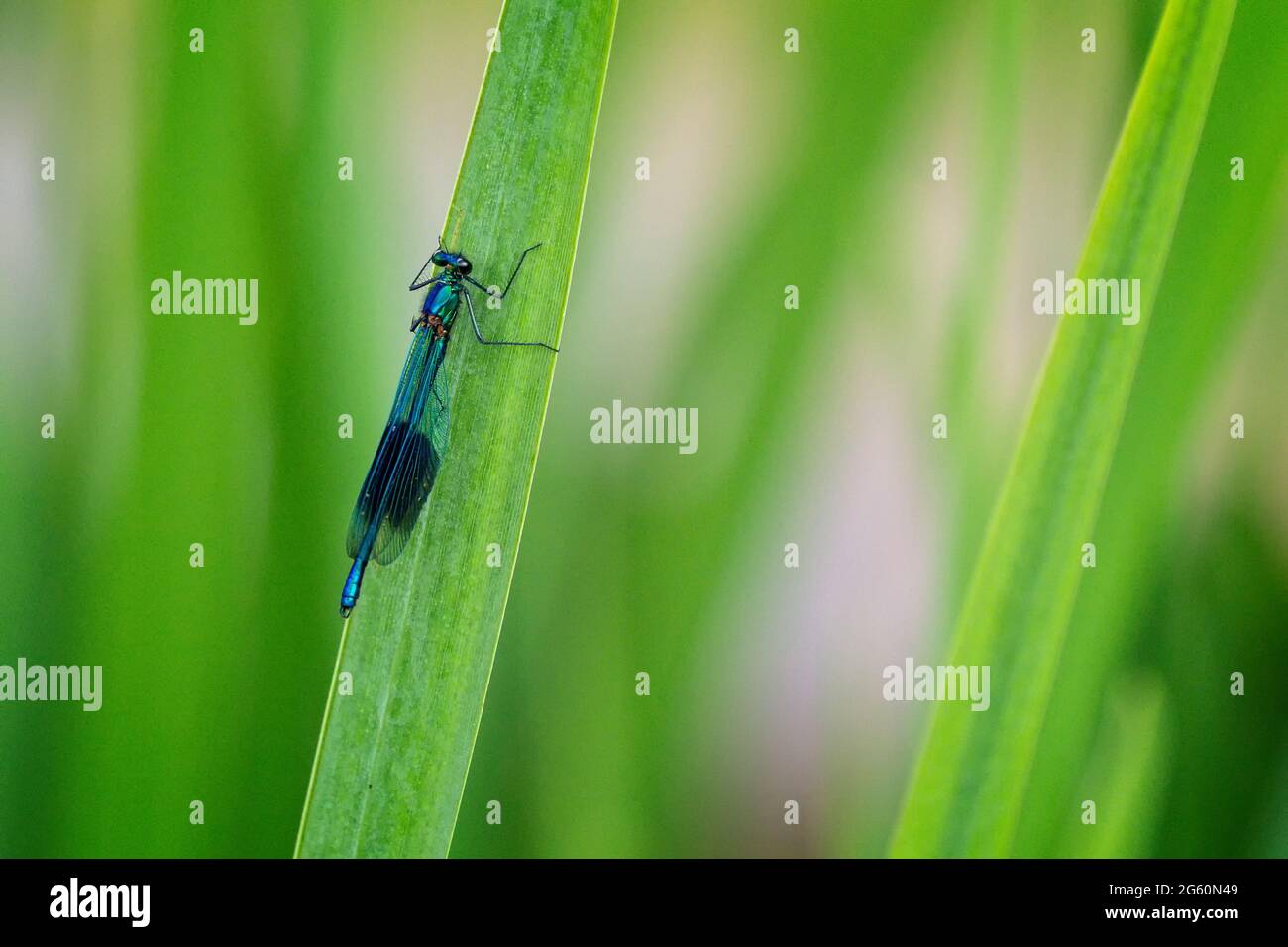 Agriidae hi-res stock photography and images - Alamy