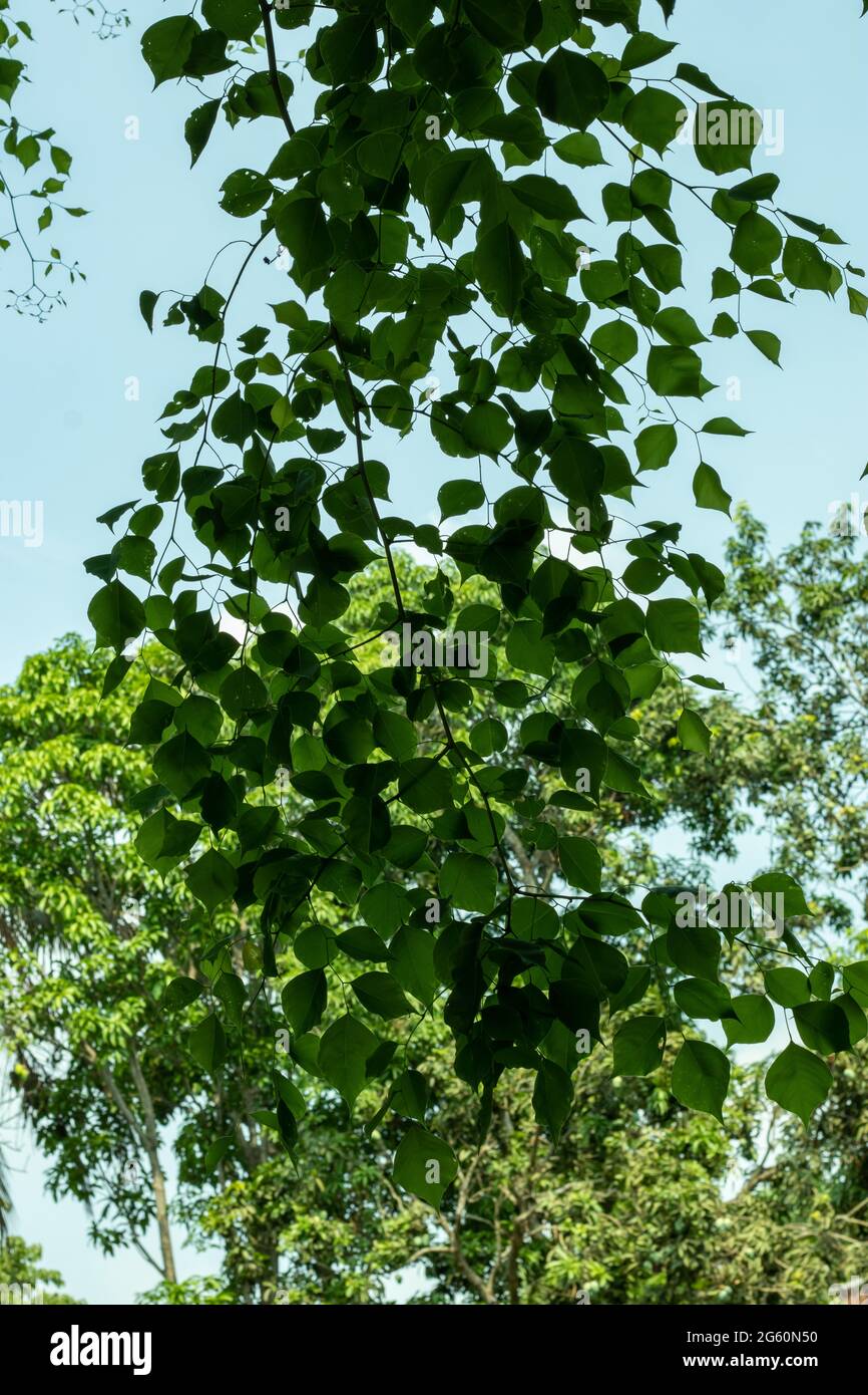 Hanging Vine Illustration High Resolution Stock Photography and Images ...