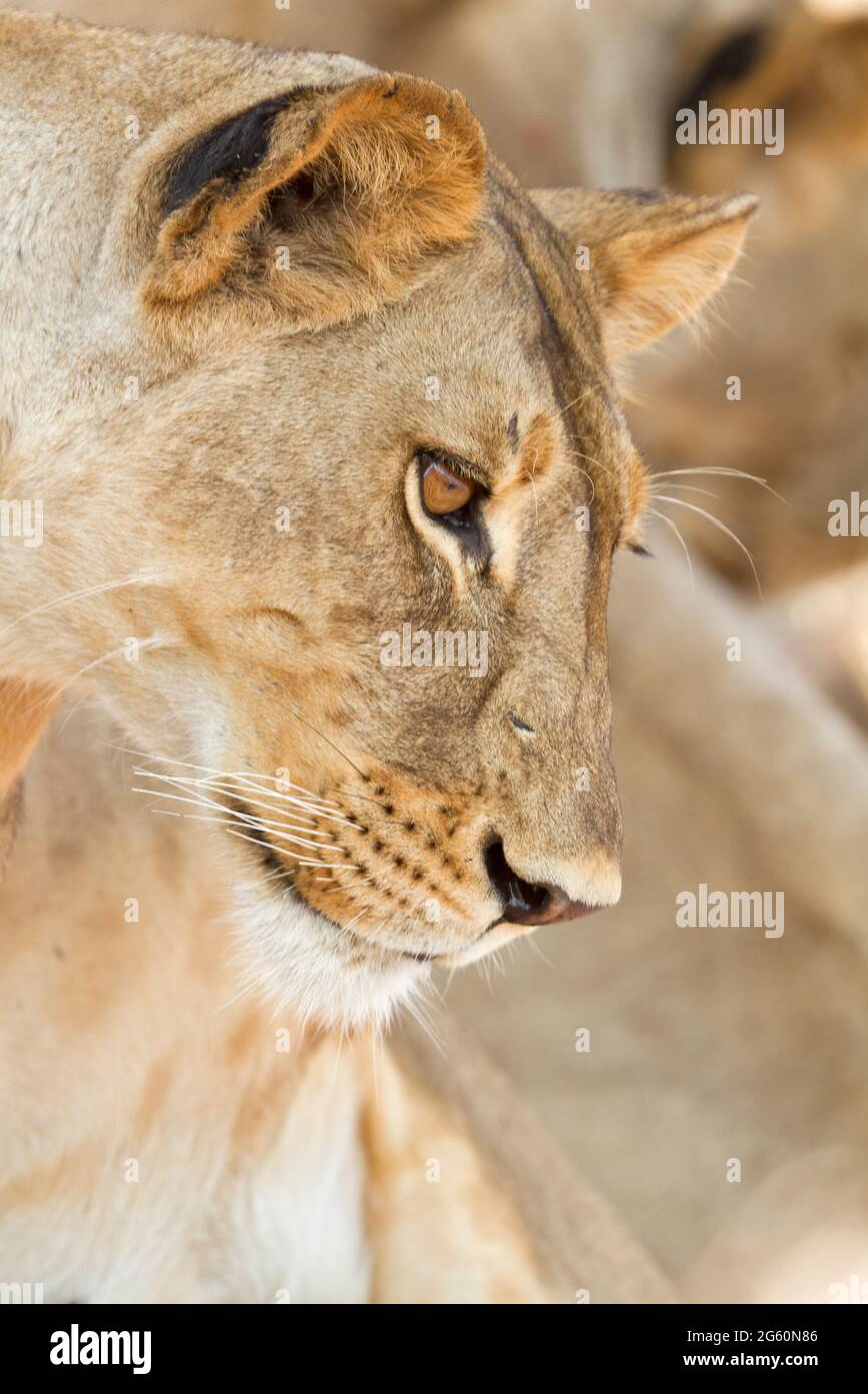 A close up side view of the face of a lioness, Panthera leo Stock Photo ...