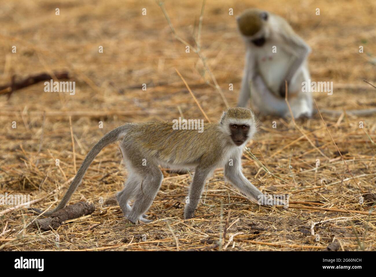 Monkey camera hi-res stock photography and images - Alamy