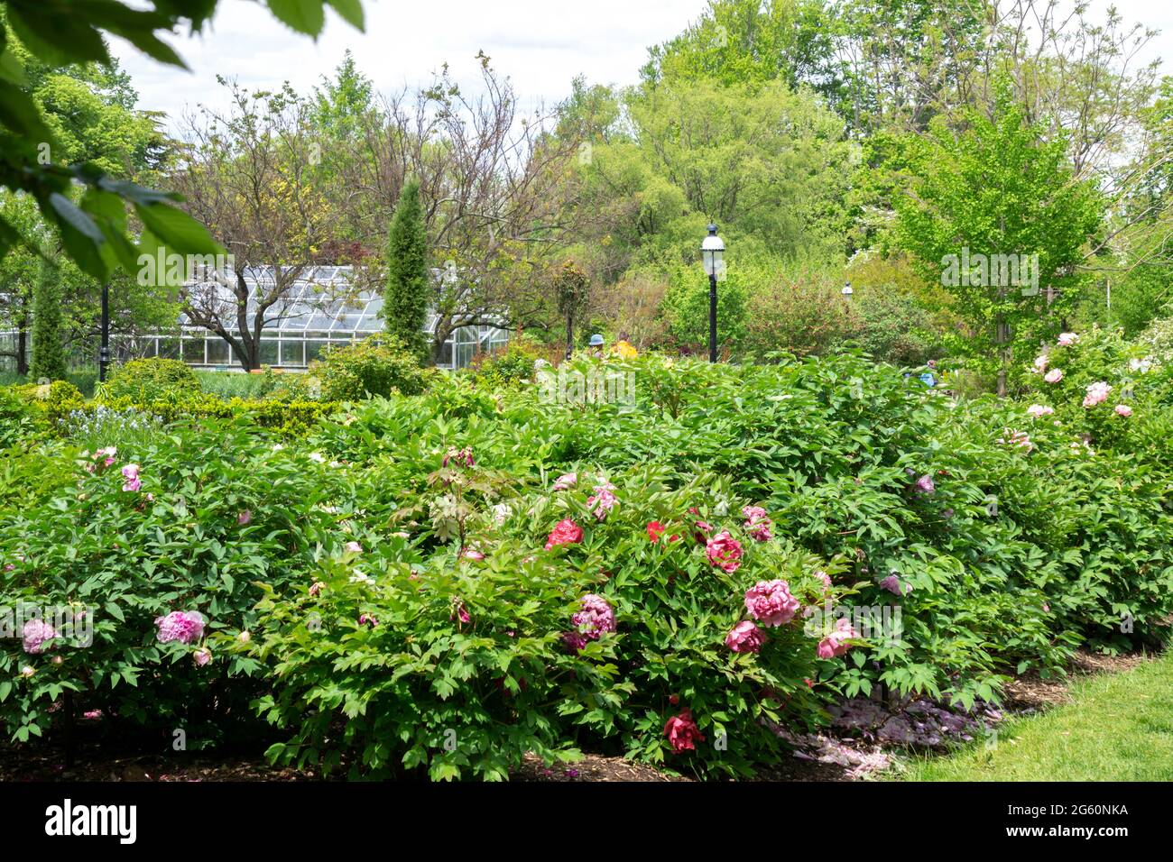 Landscape view of glass greenhouse in a park with bushes, trees ...