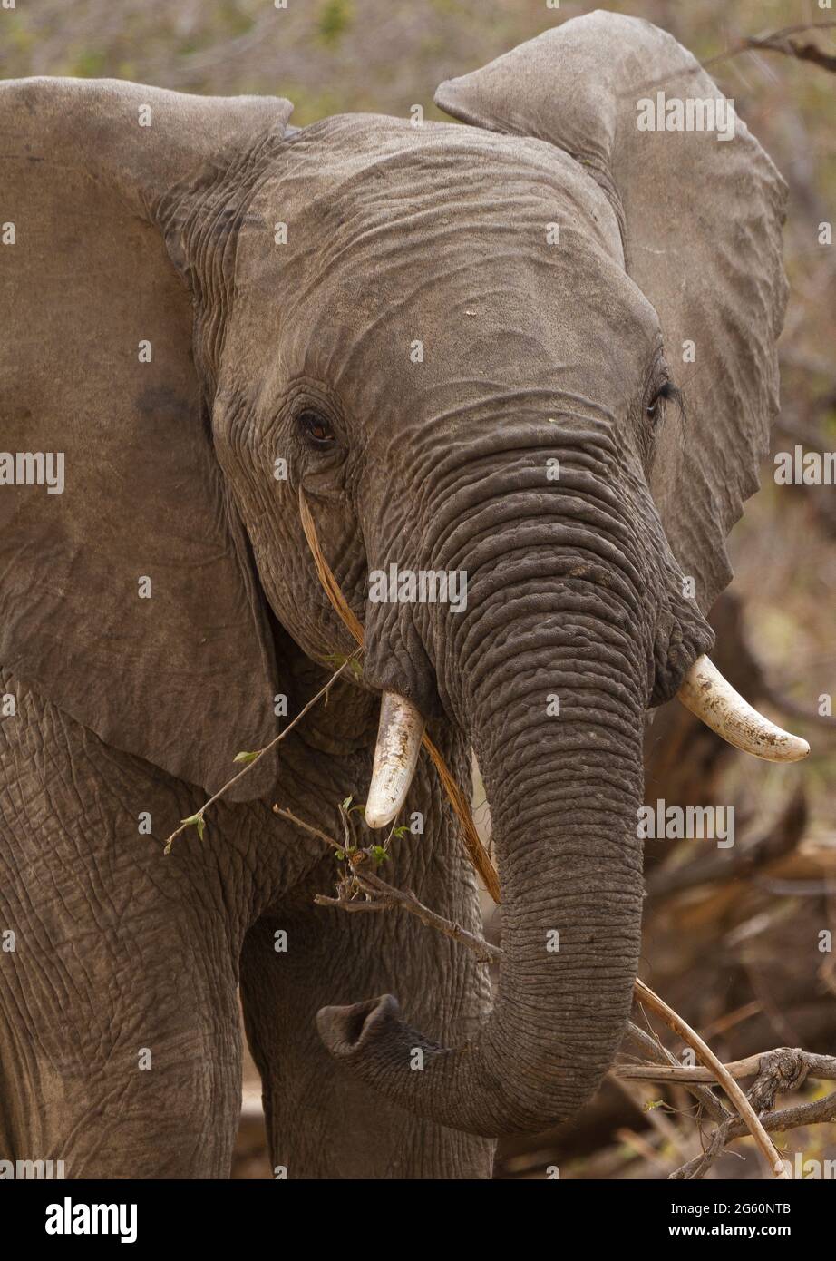 African elephant front view hi-res stock photography and images - Alamy