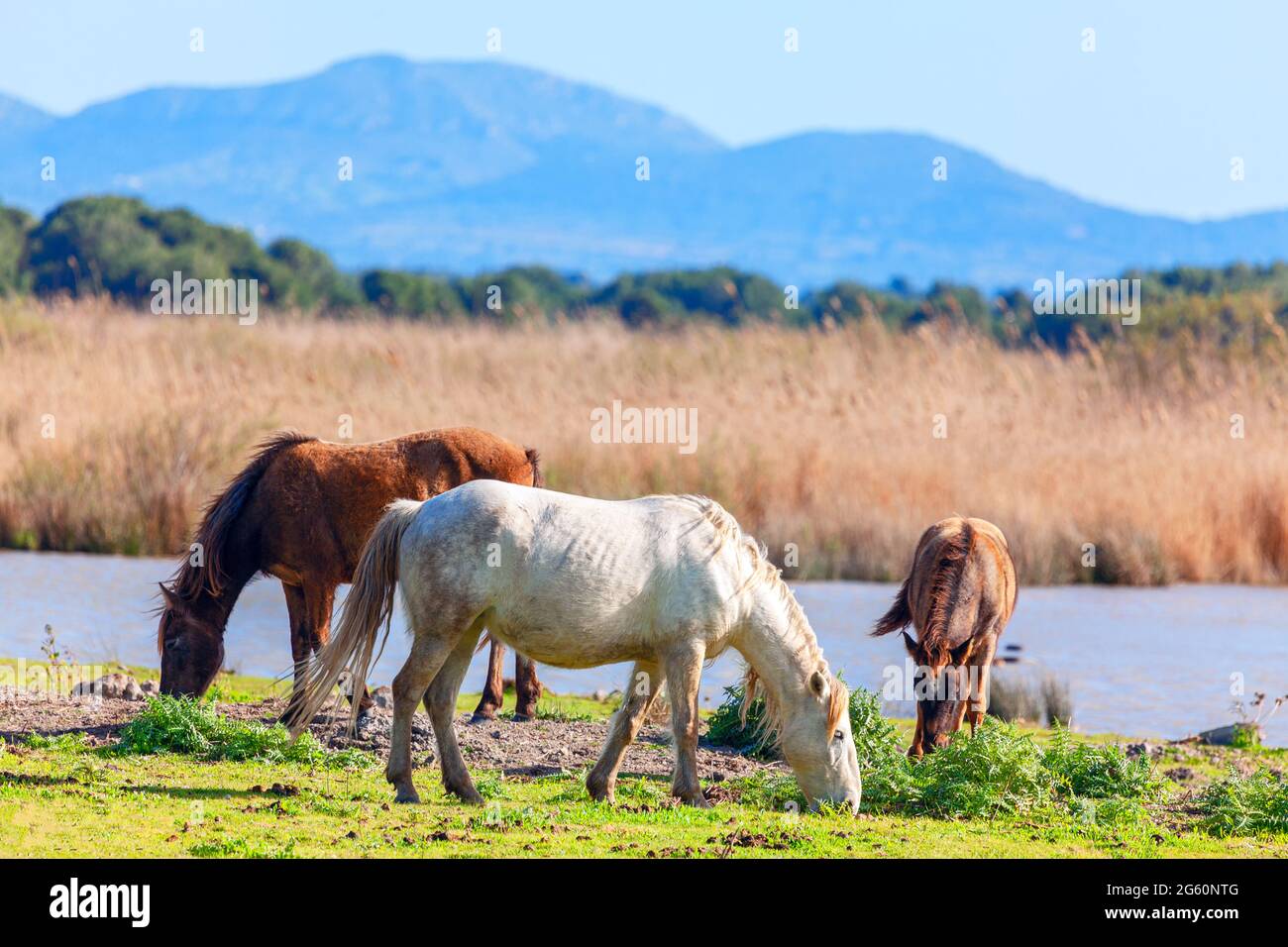 Three Horses Together High Resolution Stock Photography and Images - Alamy