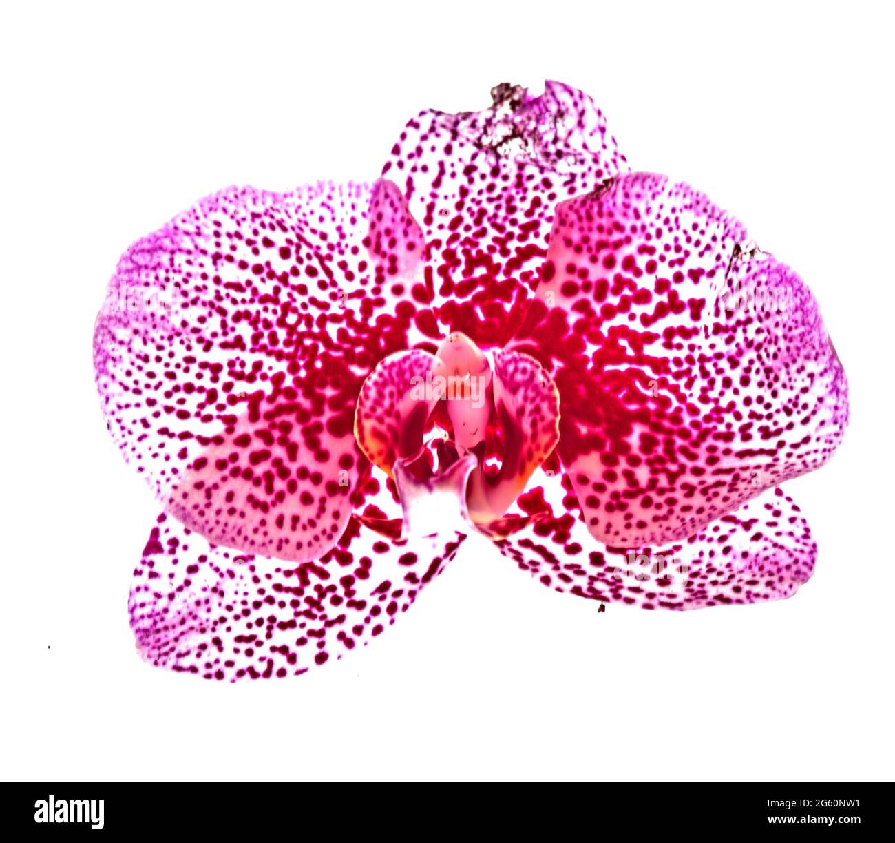 High Dynamic Range photograph of a single spotted purple orchid flower ...