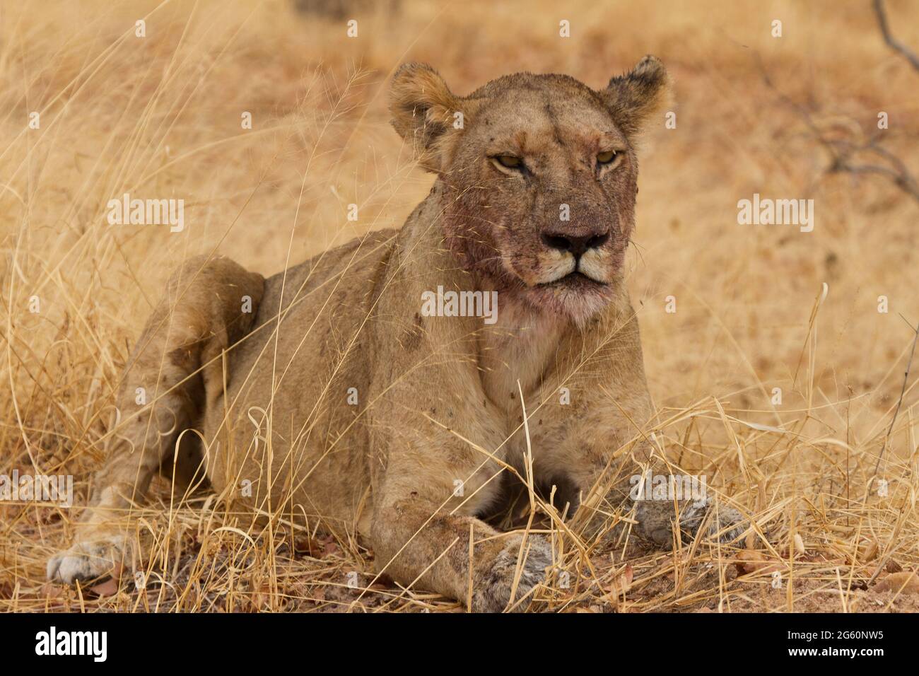 Lion bloody face hi-res stock photography and images - Alamy