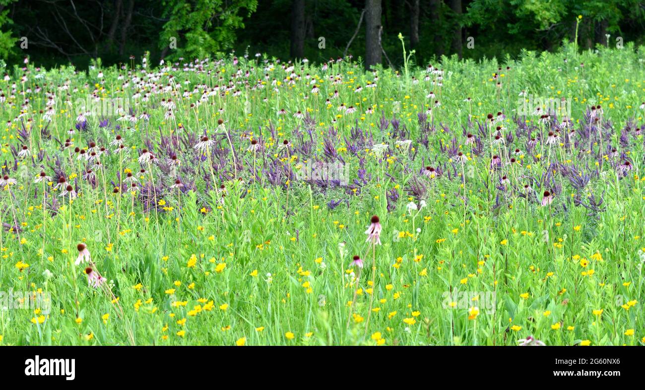 Iowa prairie in summer with stands of purple coneflower Stock Photo - Alamy
