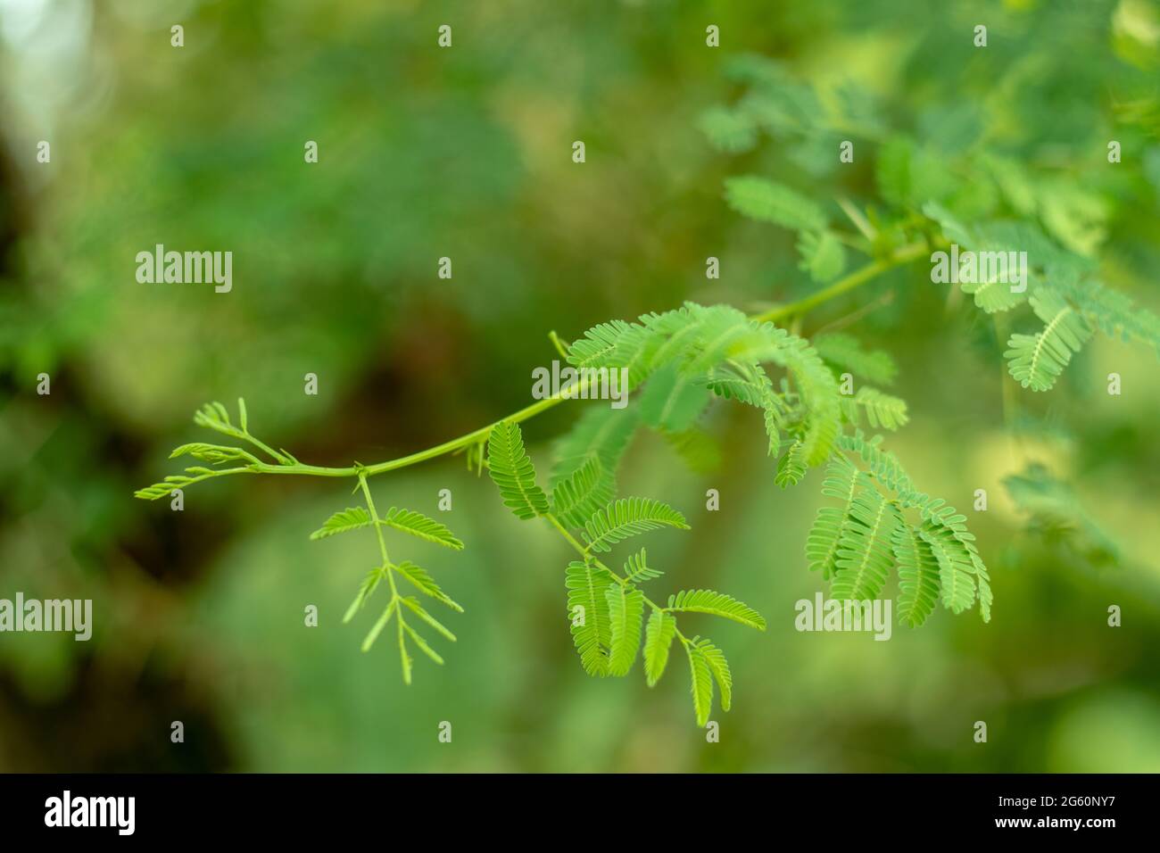 Vachellia nilotica is a flowering plant tree in the family Fabaceae ...
