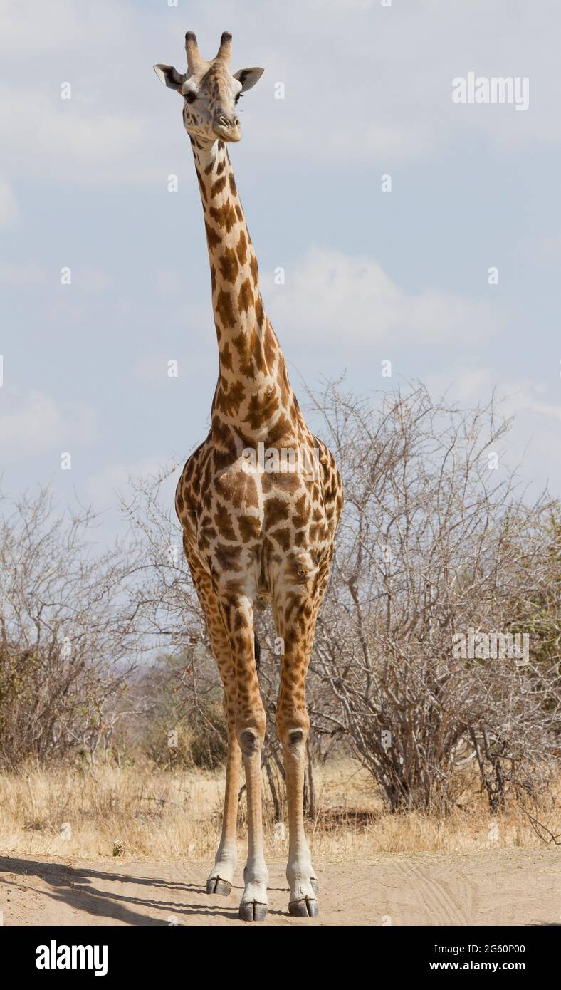 Giraffe stands hi-res stock photography and images - Alamy