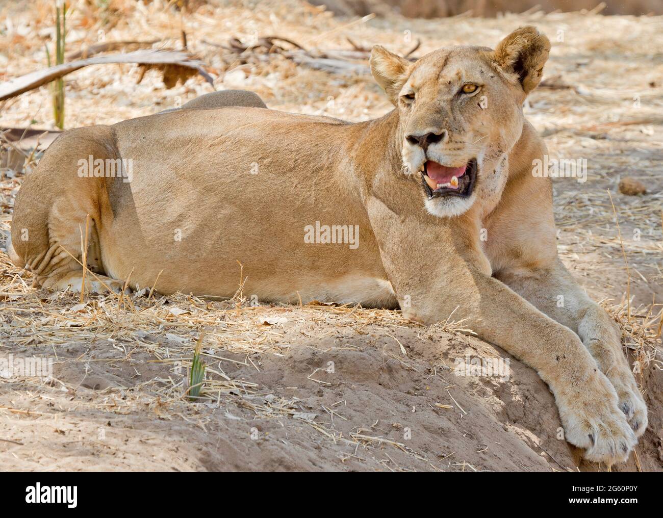 A close view of a lion at rest Stock Photo - Alamy