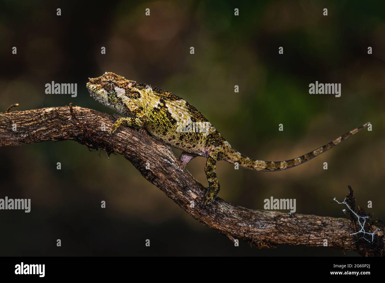 Harrena forest hi-res stock photography and images - Alamy