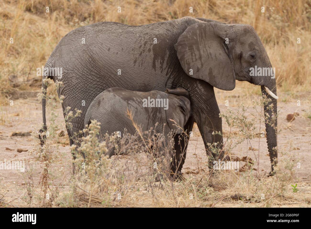Baby elephant nursing hi-res stock photography and images - Alamy