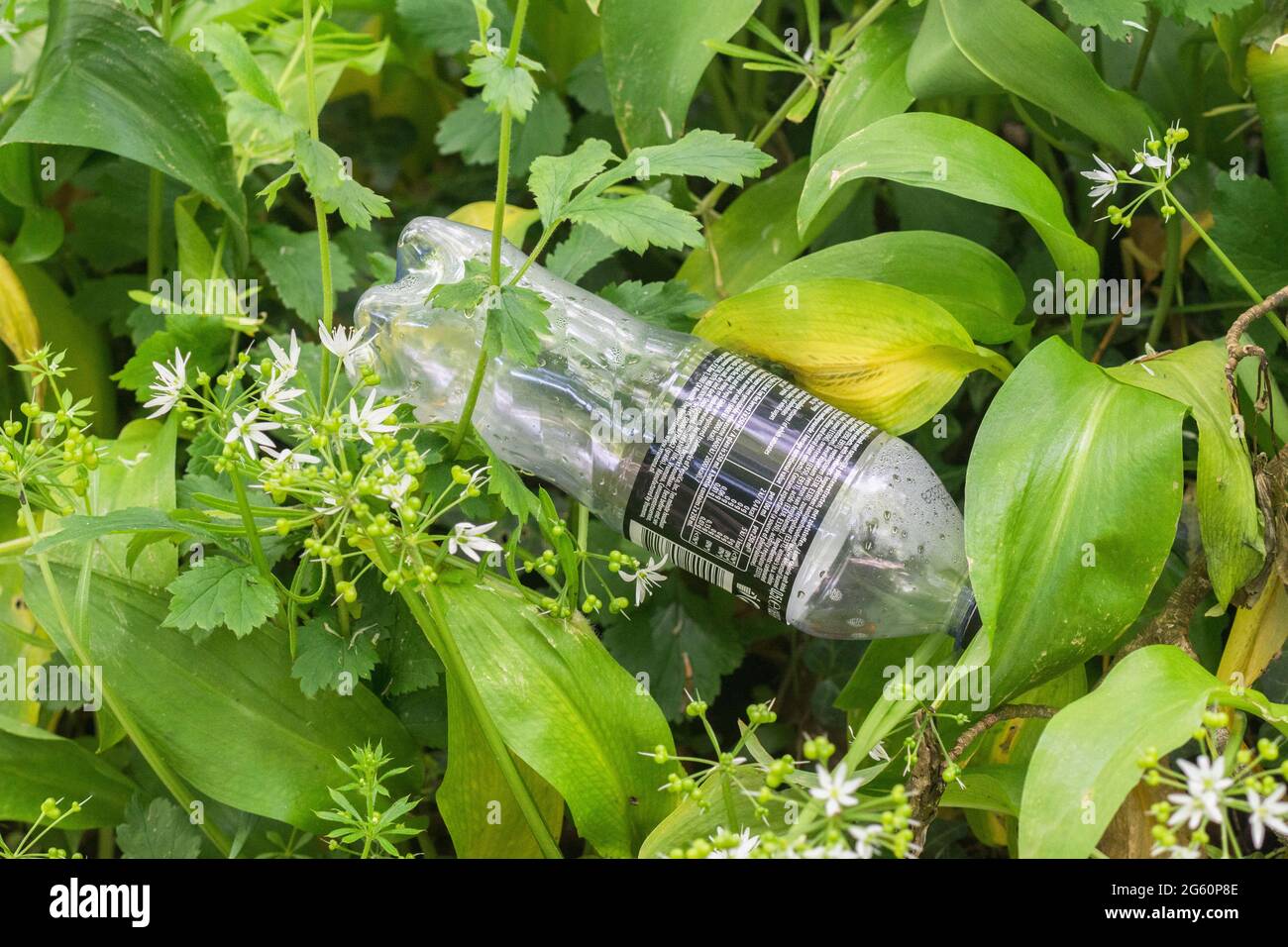 Shot of zero sugar Pepsi Max soft drink bottle in hedgerow with ...