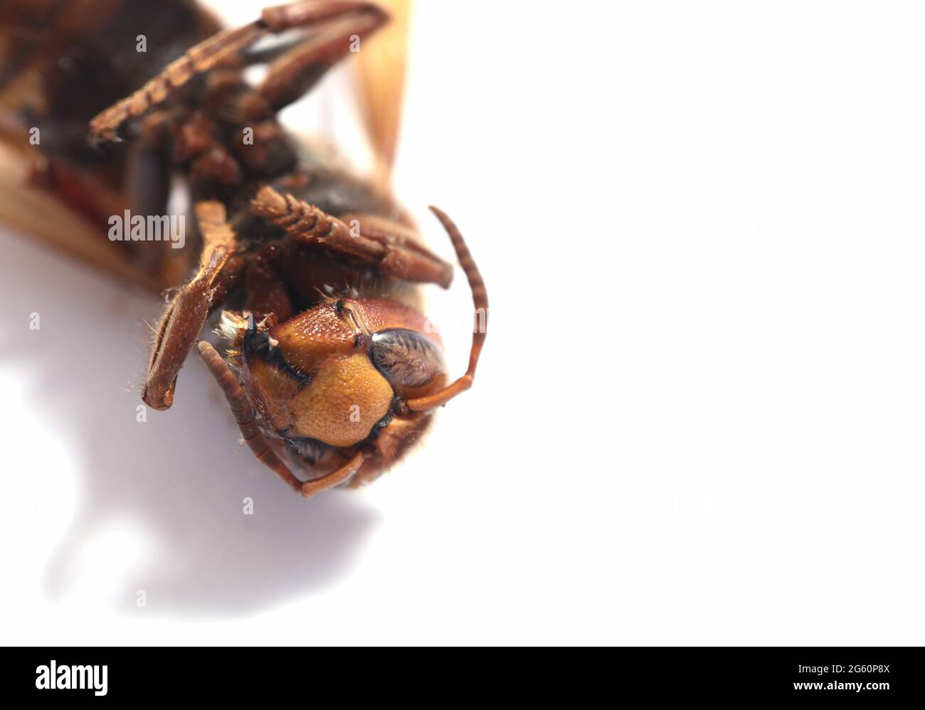 Dead hornet insect dieback species protection nature conservation Stock ...