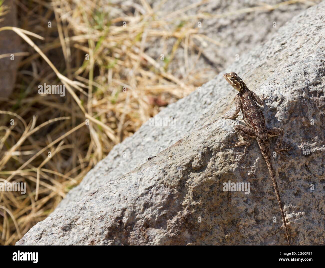A female agama lizard looks up at the camera Stock Photo - Alamy