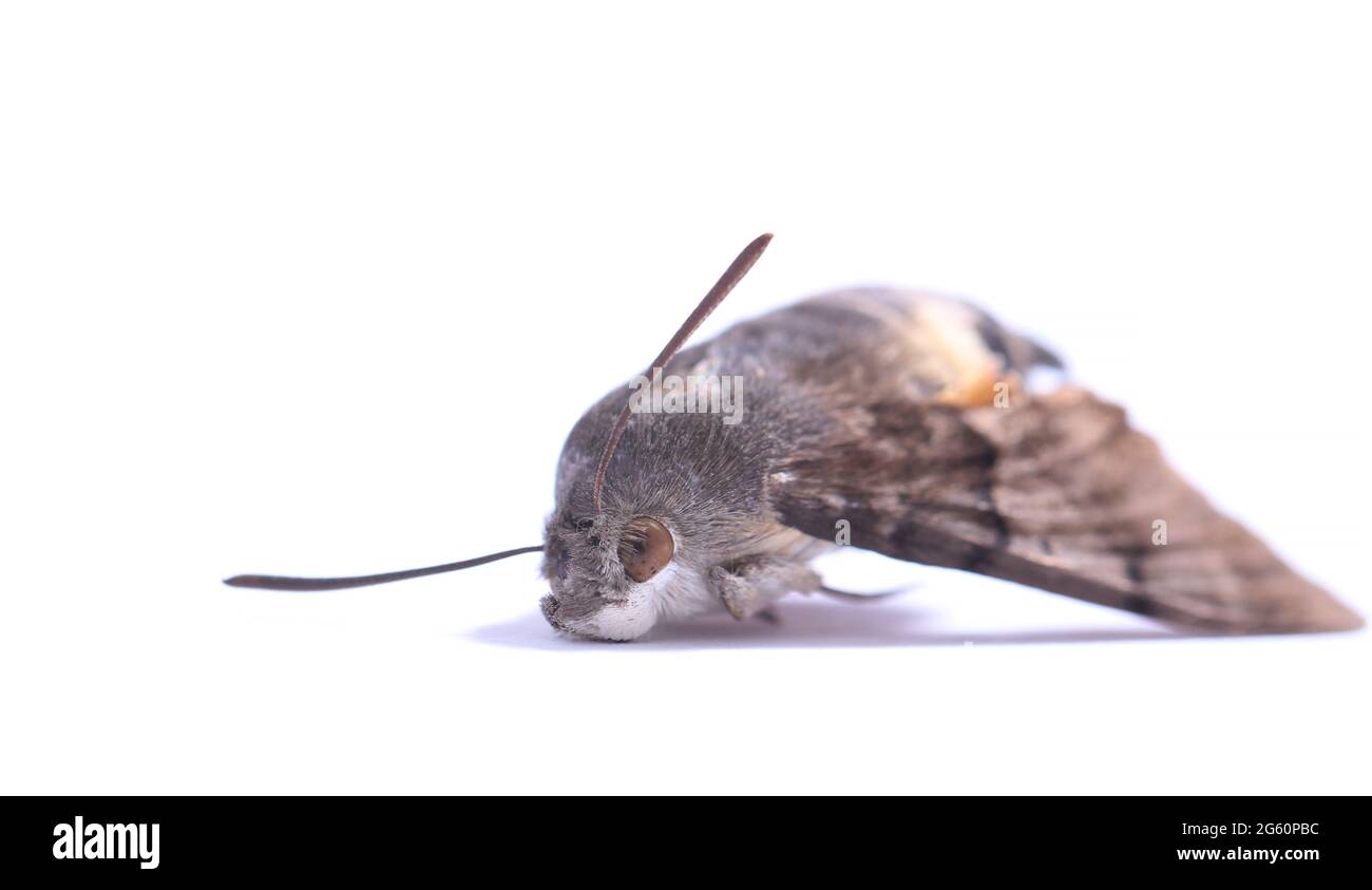 Dead moth insect on white background Stock Photo - Alamy