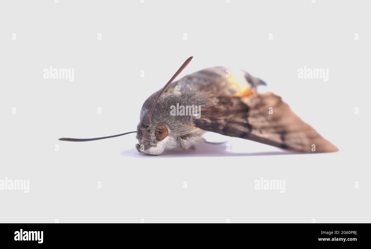 Dead moth insect on white background Stock Photo - Alamy