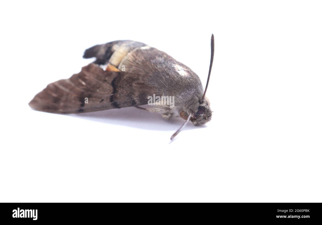 Dead moth insect on white background Stock Photo - Alamy