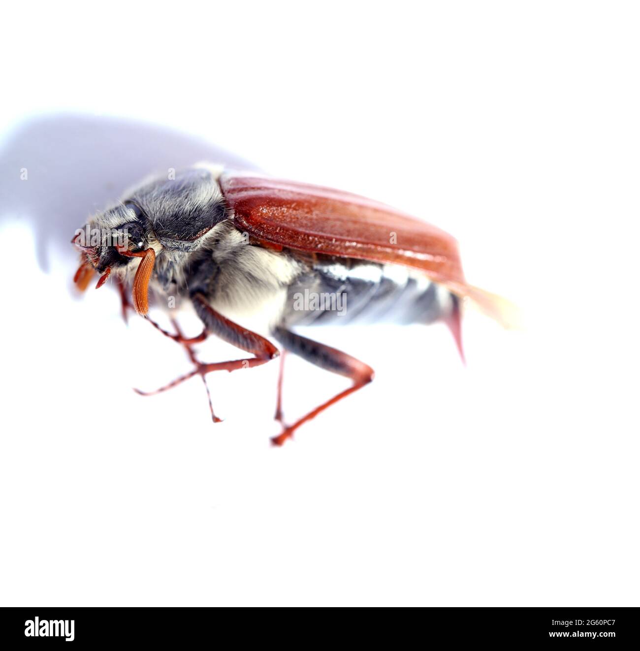 Cockchafer scarab beetle insect extinction Stock Photo - Alamy