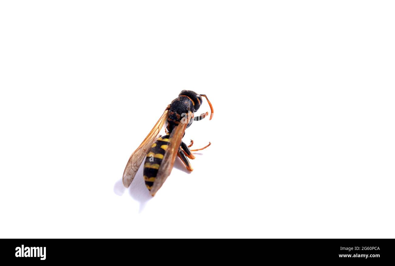 Dead insect on white background Stock Photo - Alamy