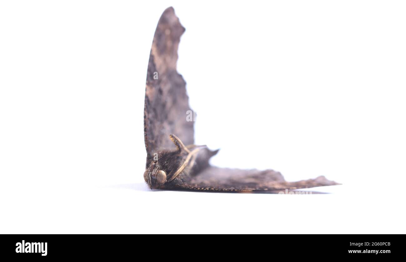 Dead moth insect on white background Stock Photo - Alamy