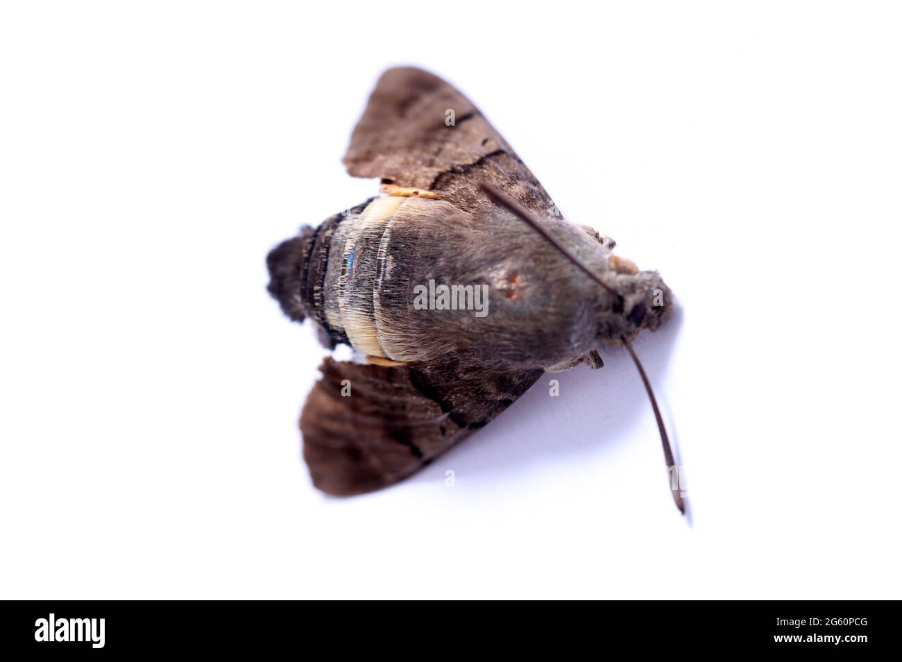 Dead moth insect on white background Stock Photo - Alamy