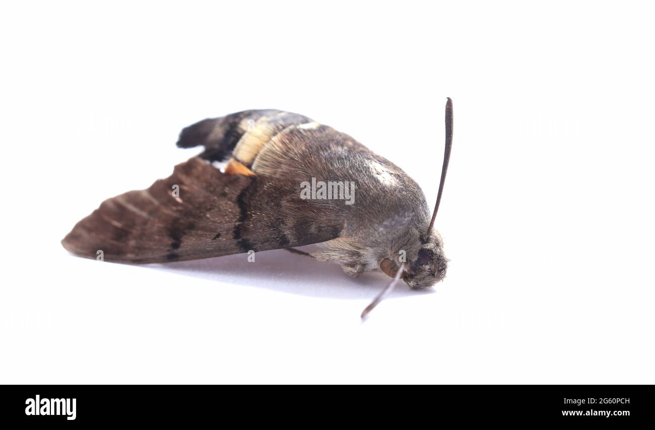 Dead moth insect on white background Stock Photo - Alamy
