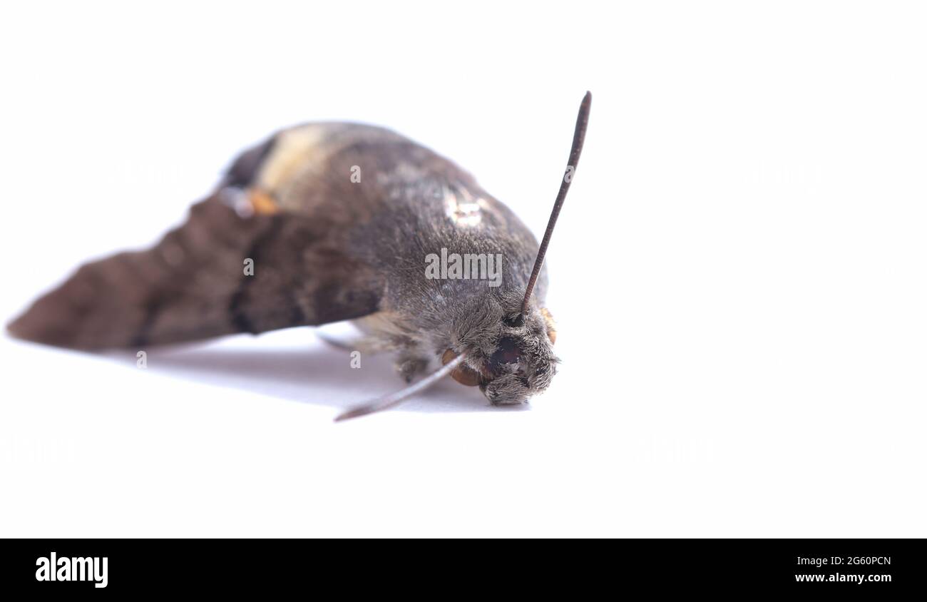 Dead moth insect on white background Stock Photo - Alamy