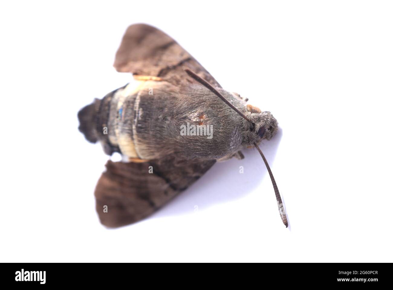 Dead moth insect on white background Stock Photo - Alamy