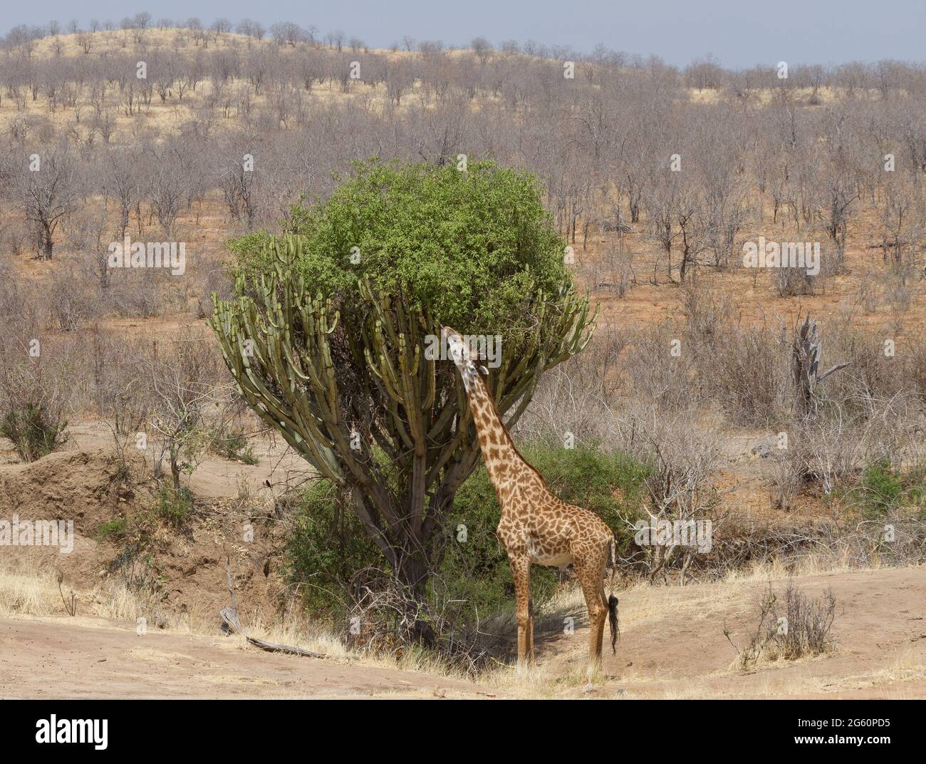 A Masai giraffe stretches its neck up to eat from a Candelabra tree ...