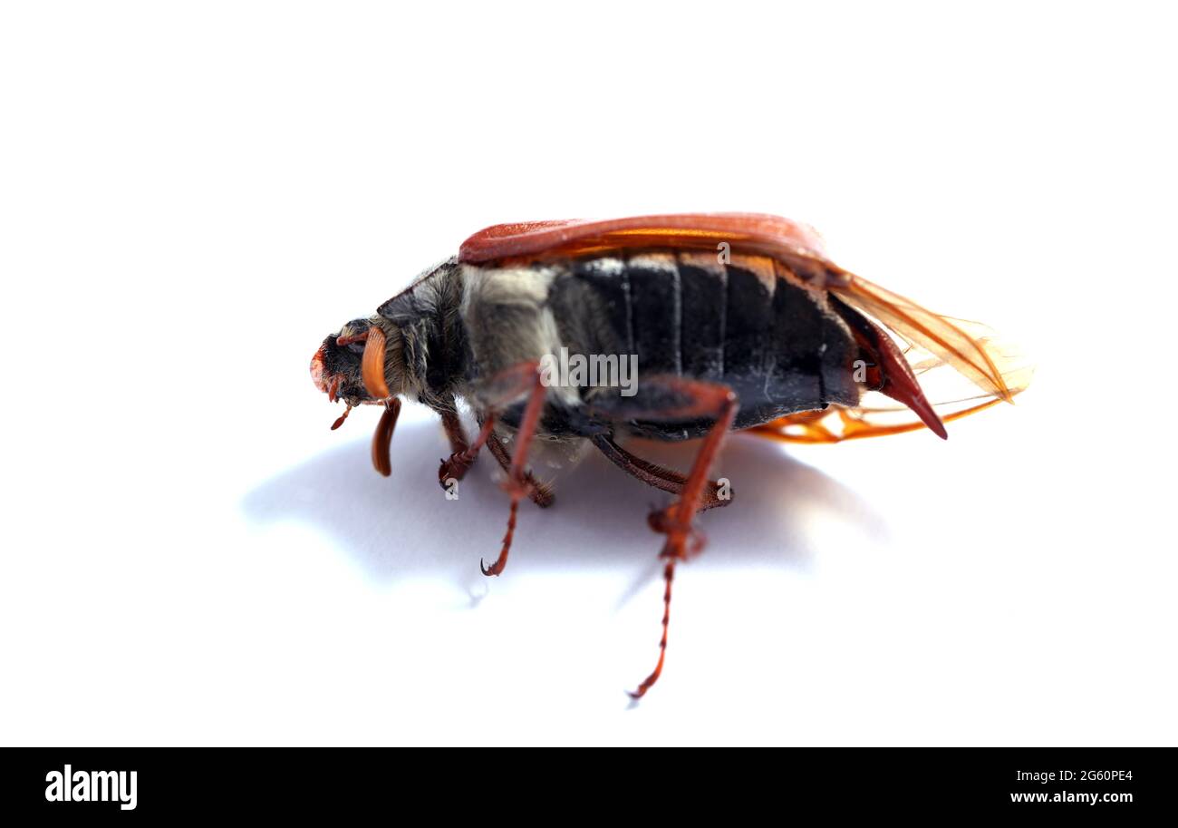 Cockchafer scarab beetle insect extinction Stock Photo - Alamy