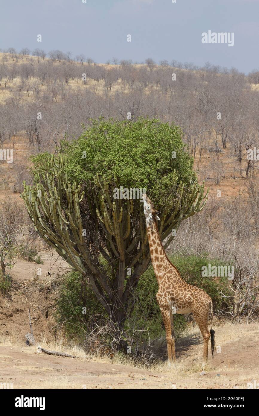 A Masai giraffe stretches its neck up to eat from a Candelabra tree ...