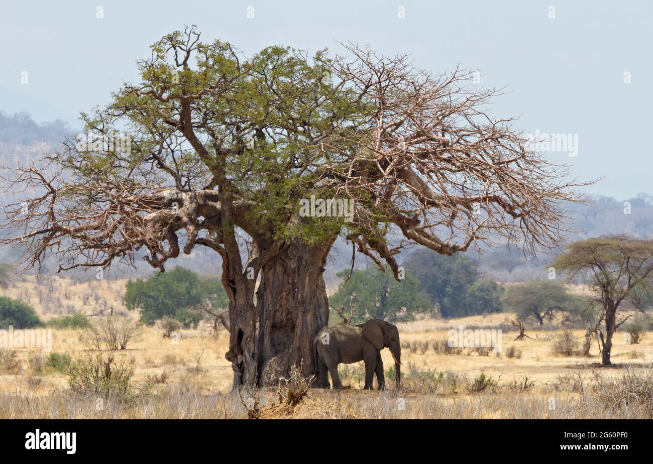 An African elephant, Loxodonta africana, stands under a baobab tree ...