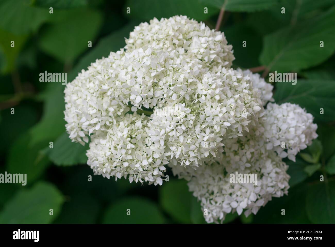 Hydrangea arborescens, sevenbark white flowers closeup selective focus ...