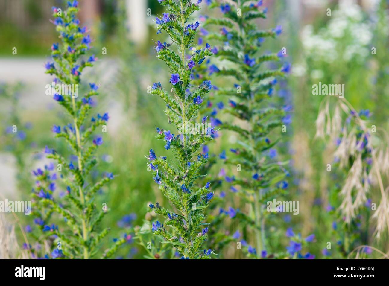 wild blue flowers in meadow Stock Photo - Alamy