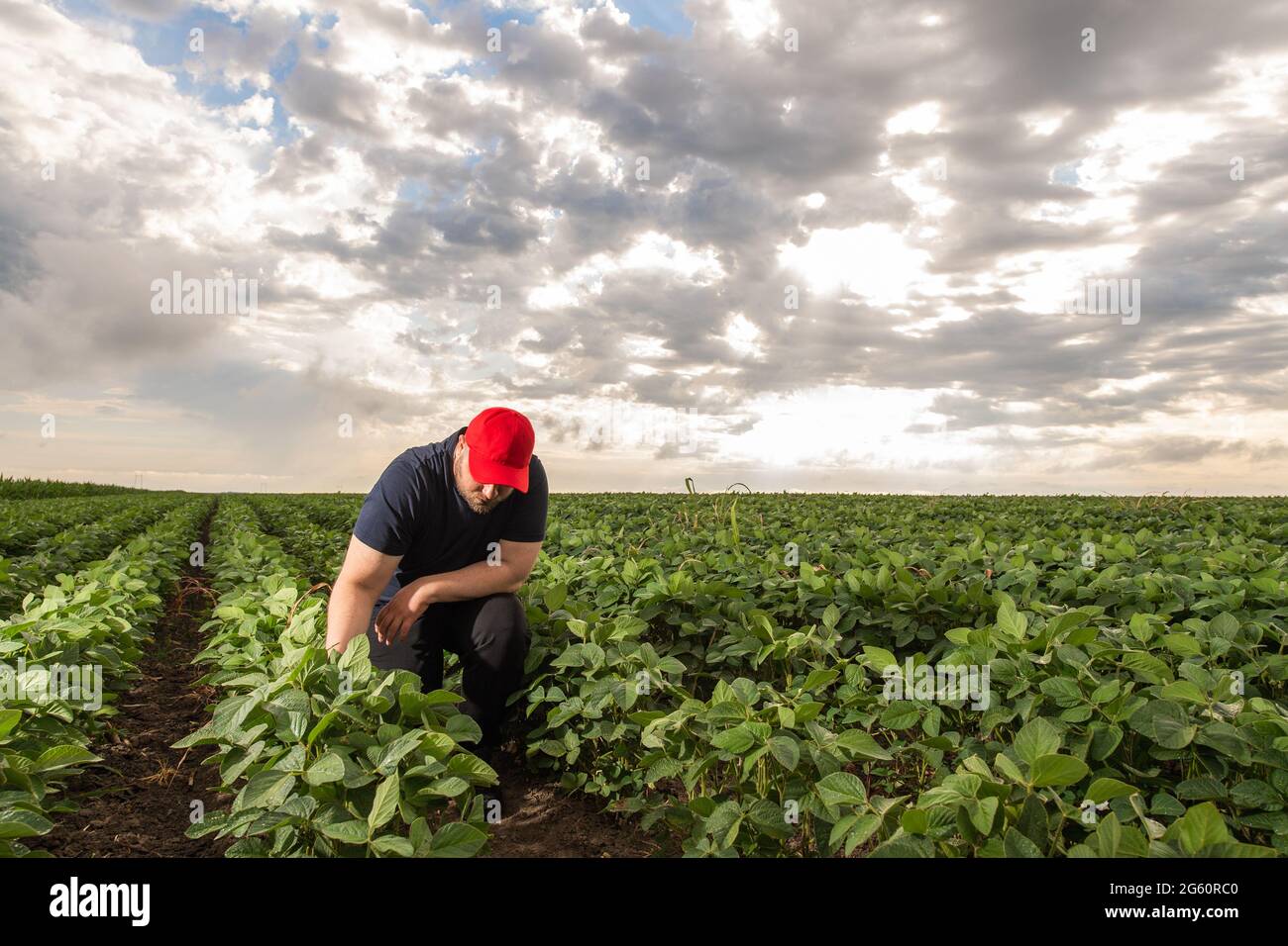 Farmer in soybean fields. Growth, outdoor Stock Photo - Alamy