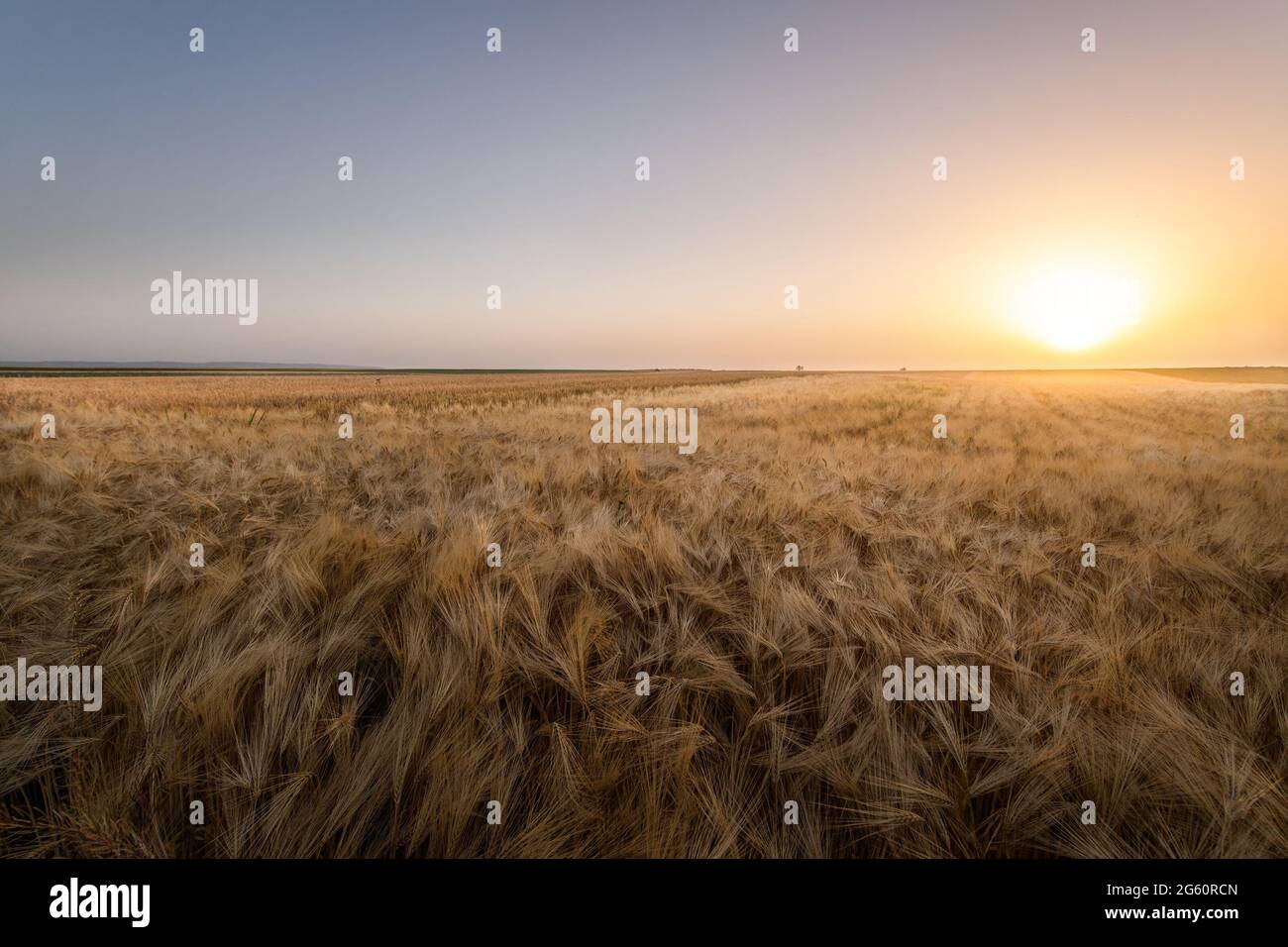 Open wheat field at sunset.Wheat field Stock Photo - Alamy