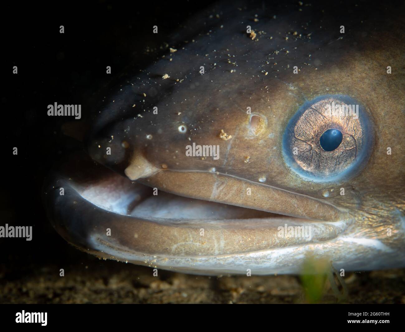 Portrait photograph of a European eel (Anguilla anguilla), North Rhine ...