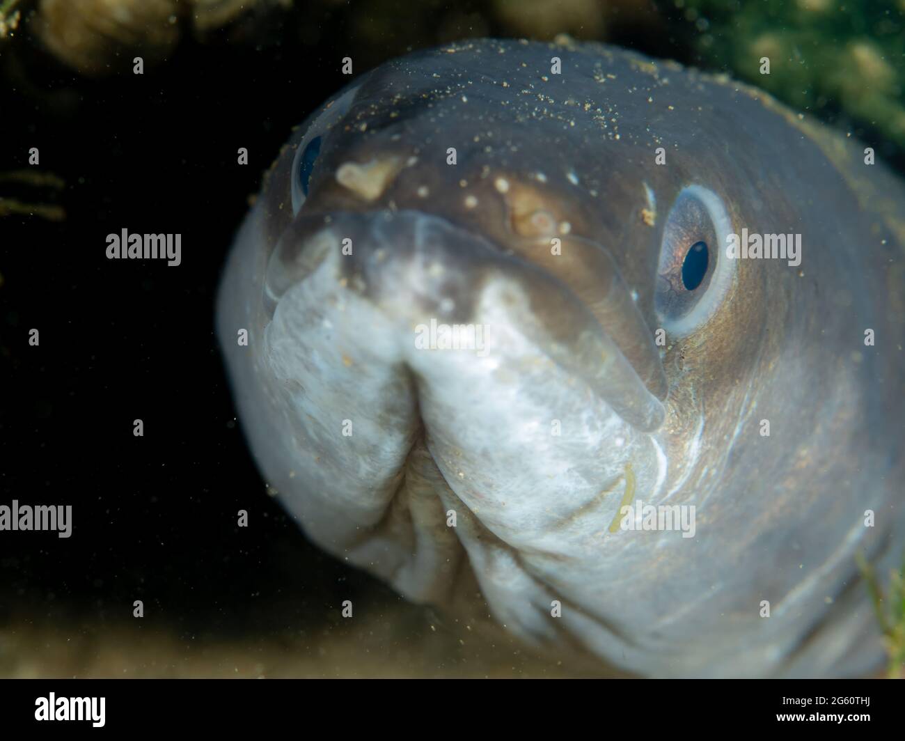 Portrait photograph of a European eel (Anguilla anguilla), North Rhine ...