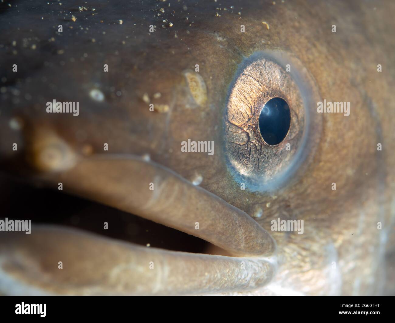 Portrait photograph of a European eel (Anguilla anguilla), North Rhine ...