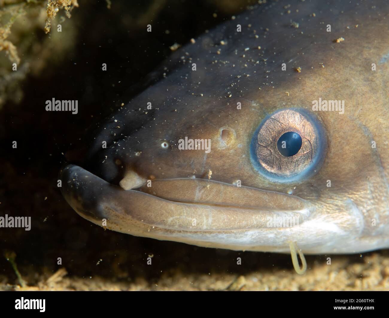 Portrait photograph of a European eel (Anguilla anguilla), North Rhine ...