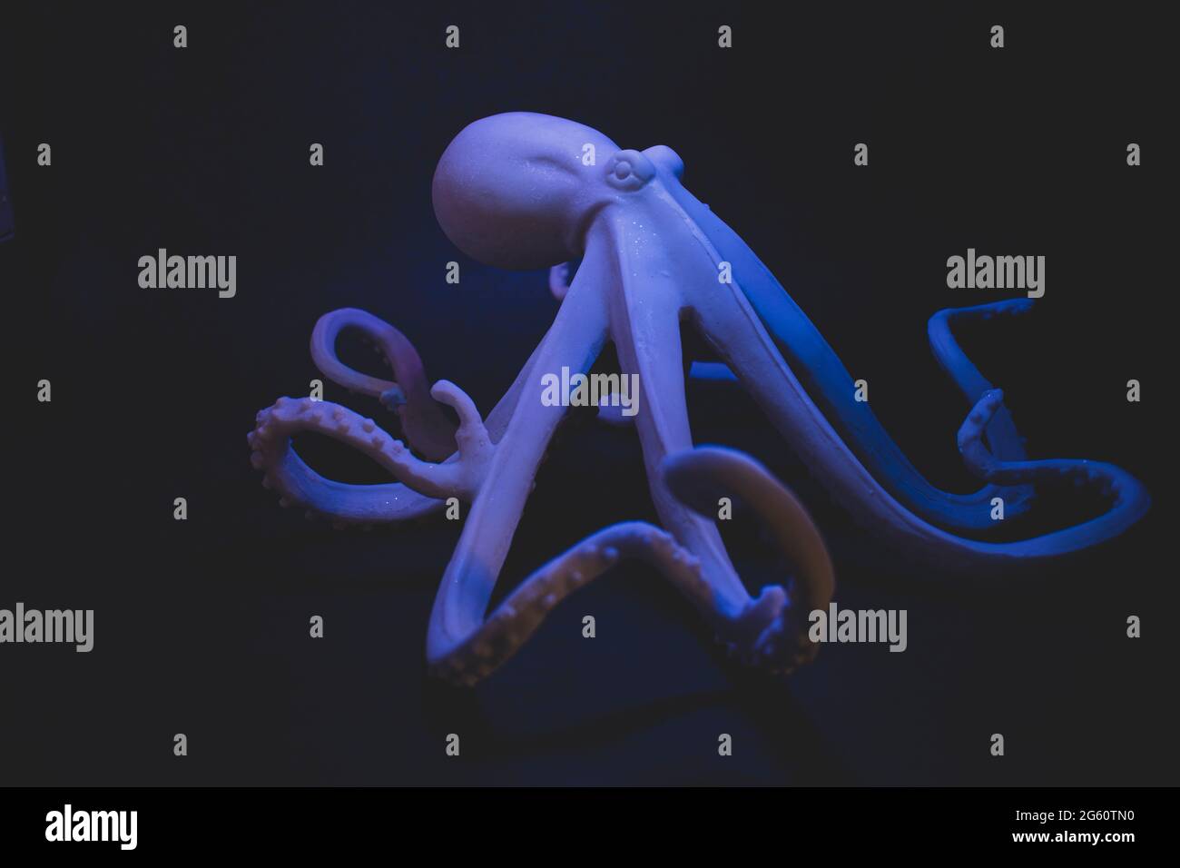 Stone octopus with dark background in bold, bright colors Stock Photo ...