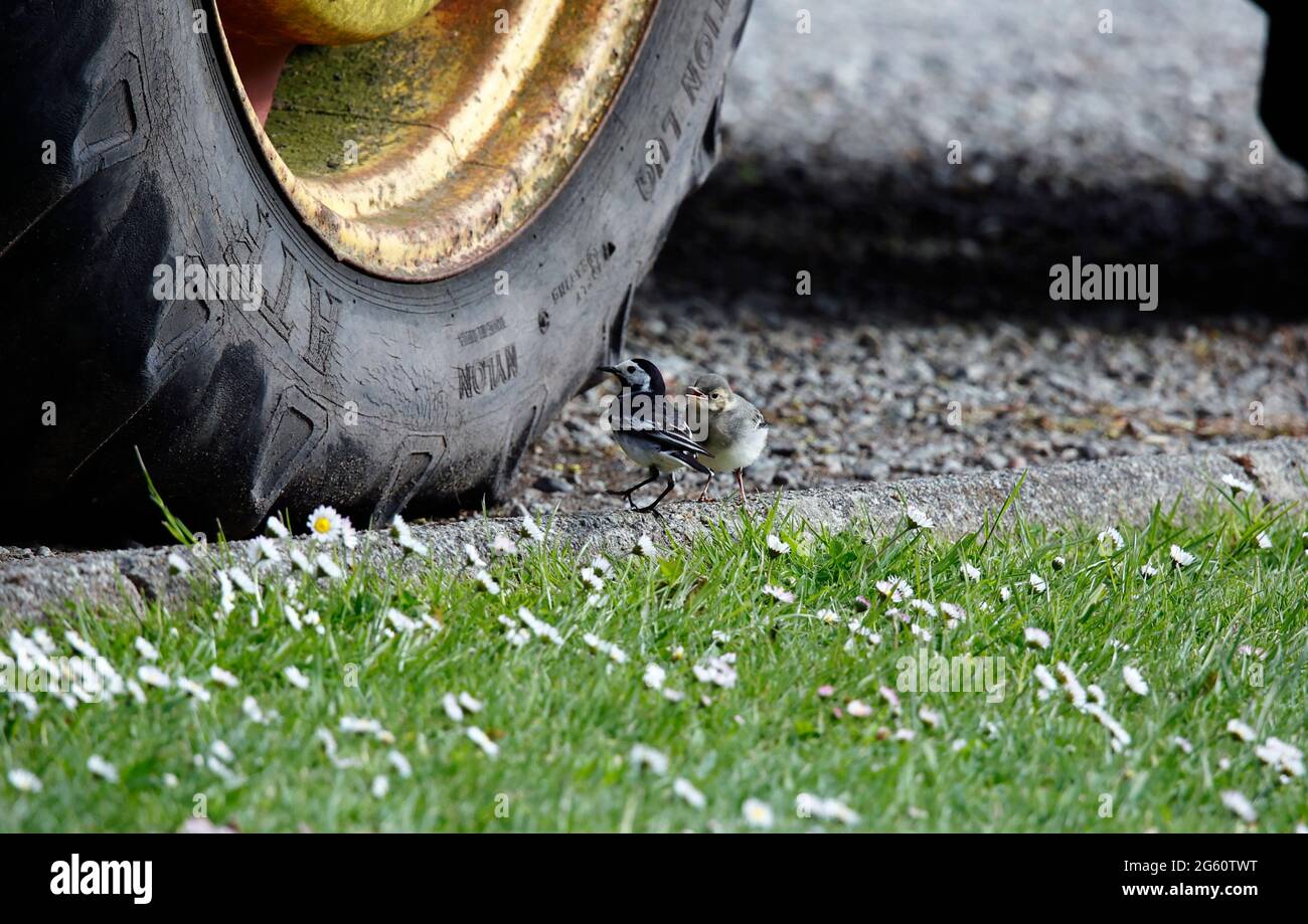 Pied wagtail collecting food and feeding chicks Stock Photo - Alamy