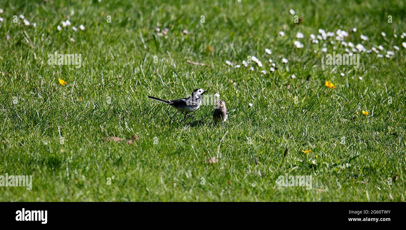 Pied wagtail collecting food and feeding chicks Stock Photo - Alamy