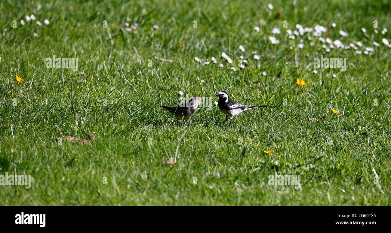 Pied wagtail collecting food and feeding chicks Stock Photo - Alamy