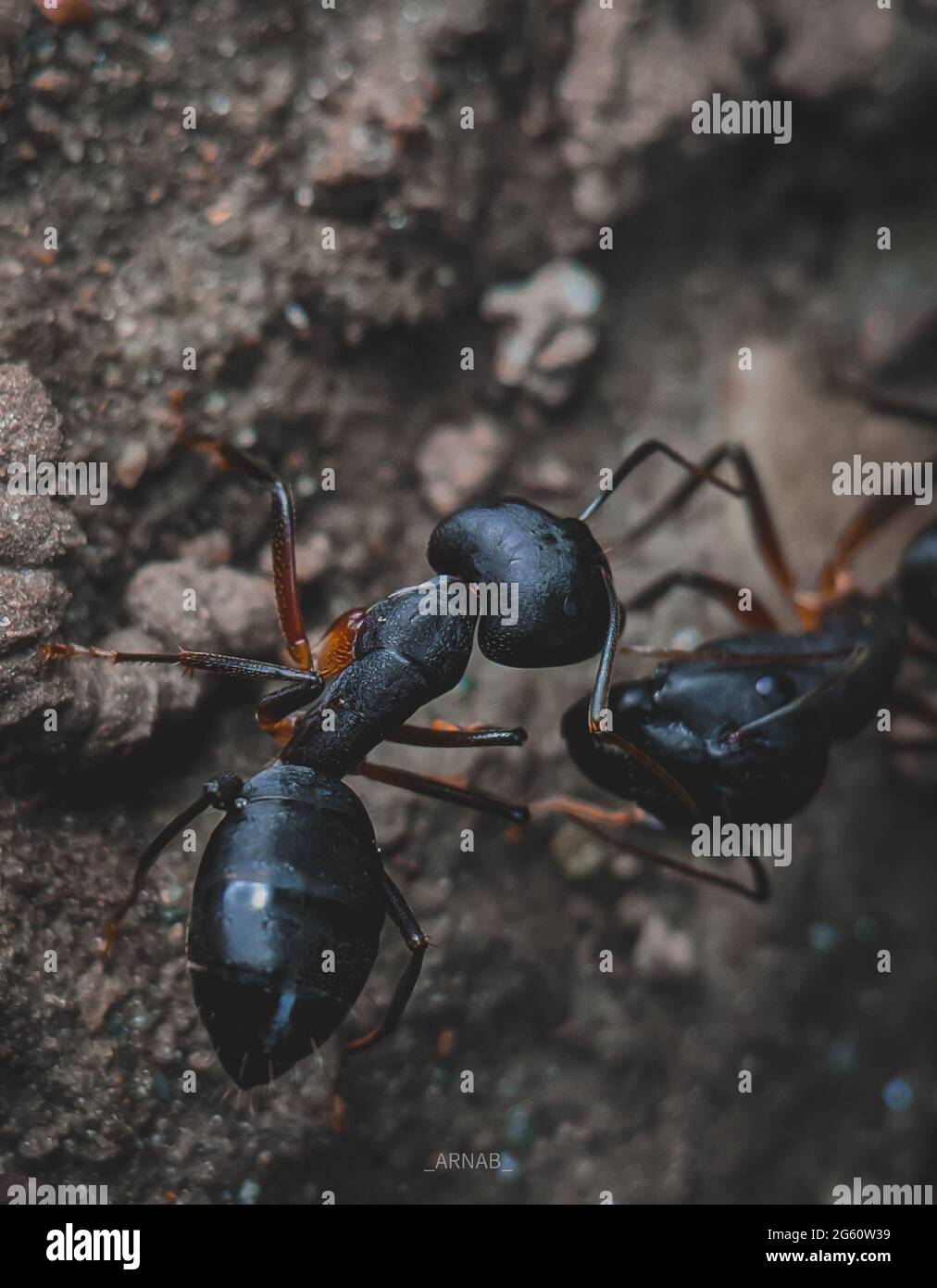 Vertical macro shot of black garden ants on a stone surface Stock Photo ...